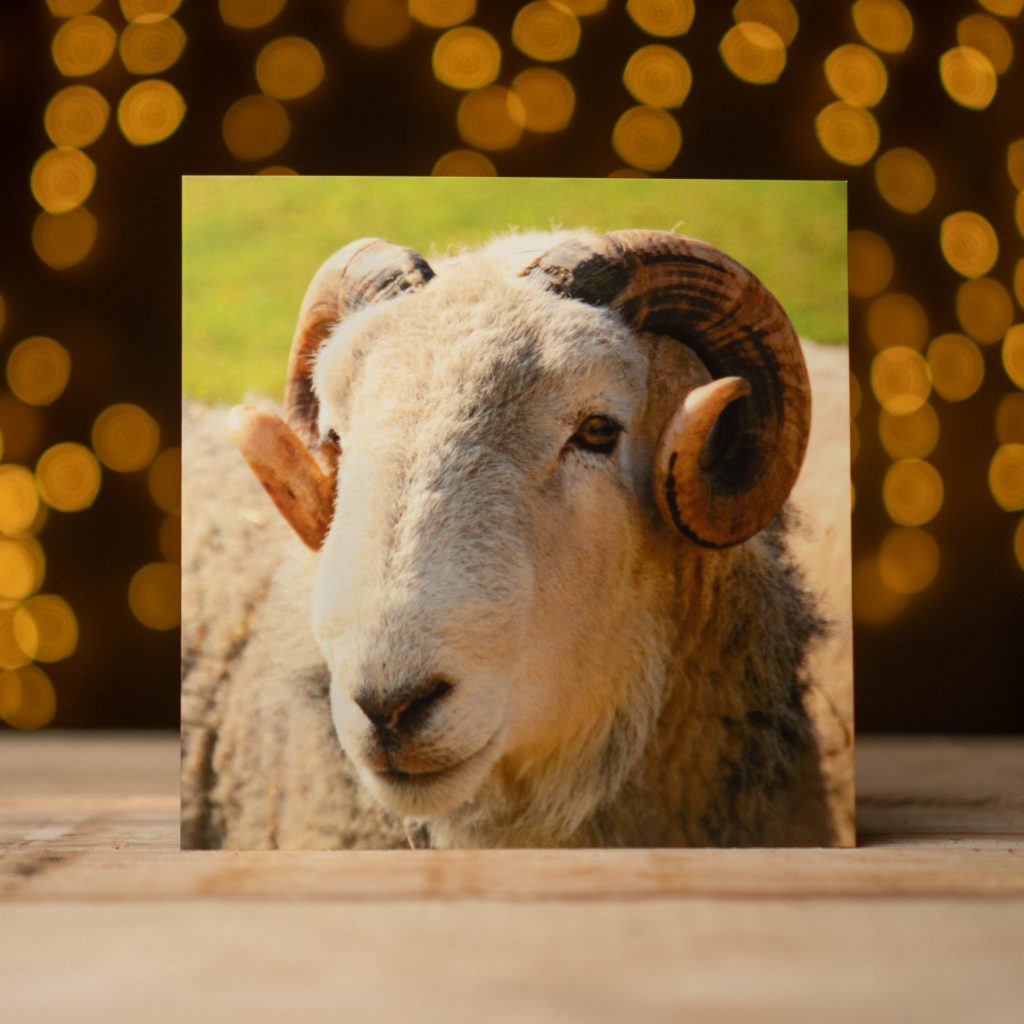 Greetings Cards (Individual): Various Styles | Official Cannon Hall ...