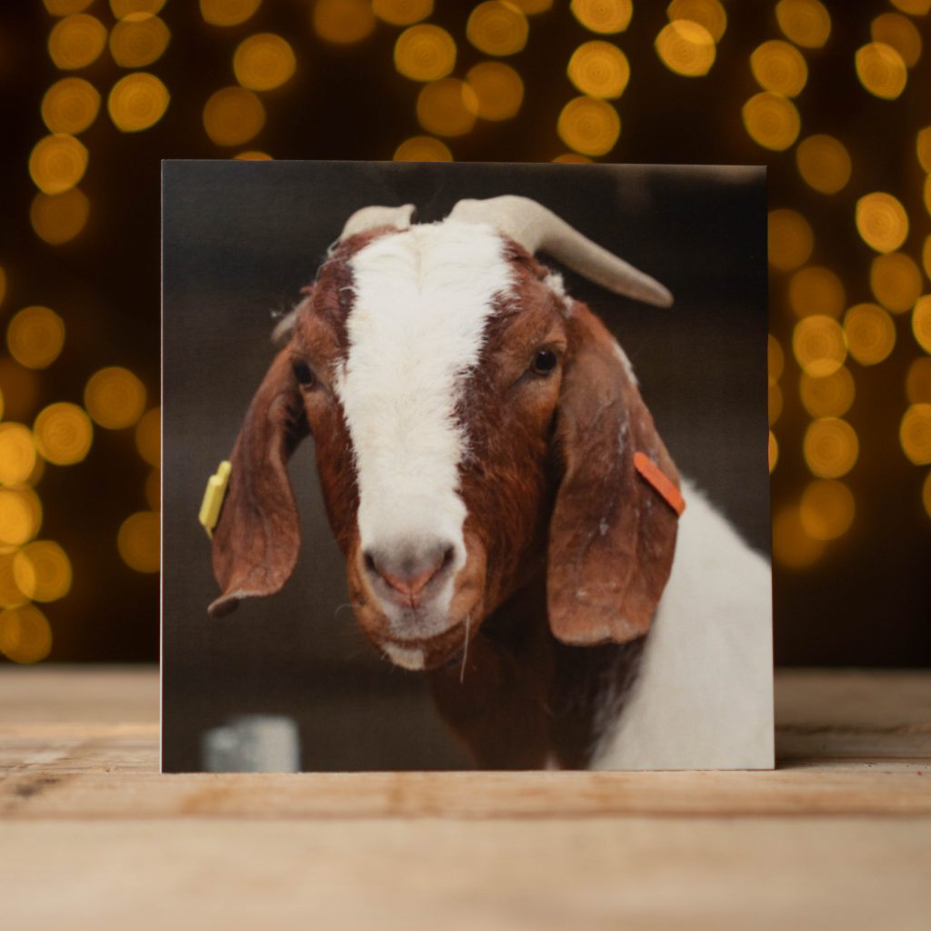 Greetings Cards (Individual): Various Styles | Official Cannon Hall ...