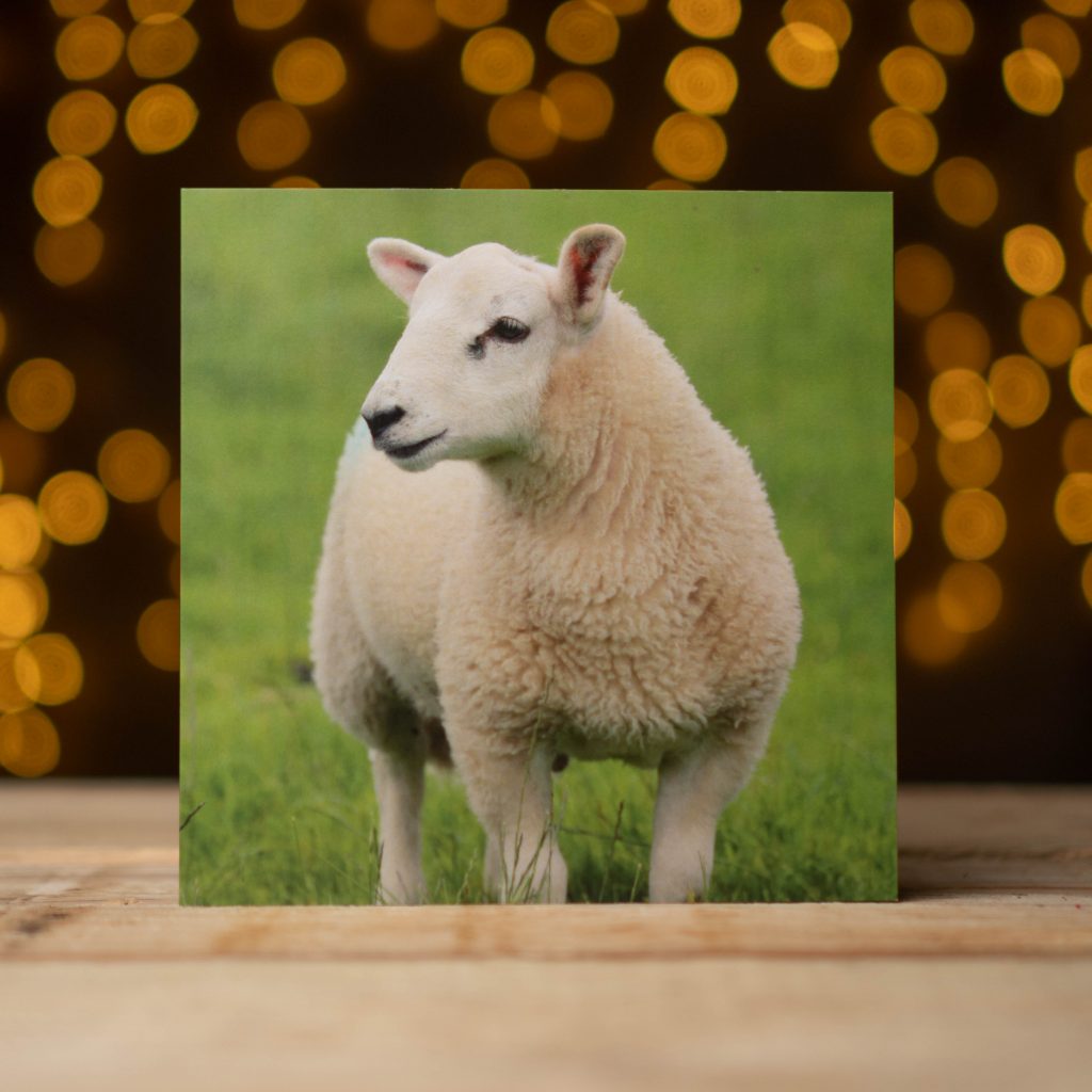 Greetings Cards (Individual): Various Styles | Official Cannon Hall ...